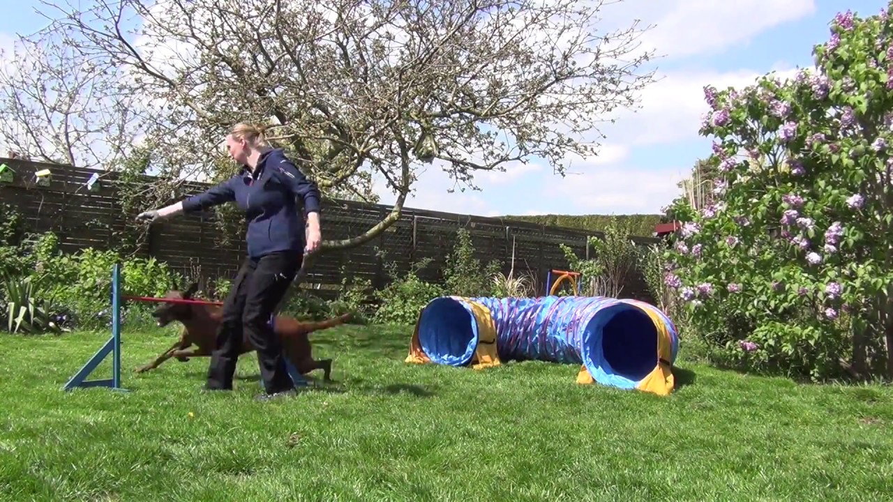 Dutch shepherd Inuk - Agility Training - YouTube