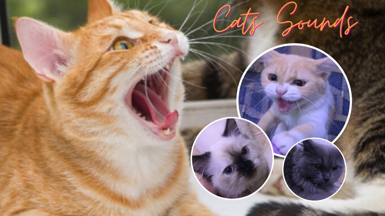 Cats fighting with Sound . ANGRY CATS SOUNDS. Scary , Animals Sounds ...