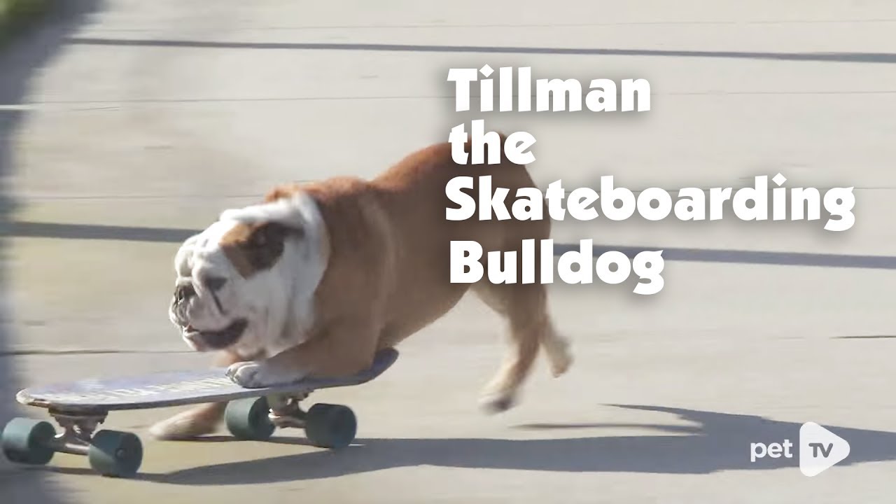 Tillman The Skateboarding Bulldog in Malibu - YouTube