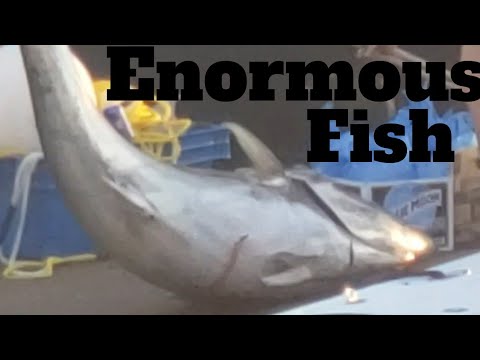 Huge Fish Caught In Salem Massachusetts - YouTube