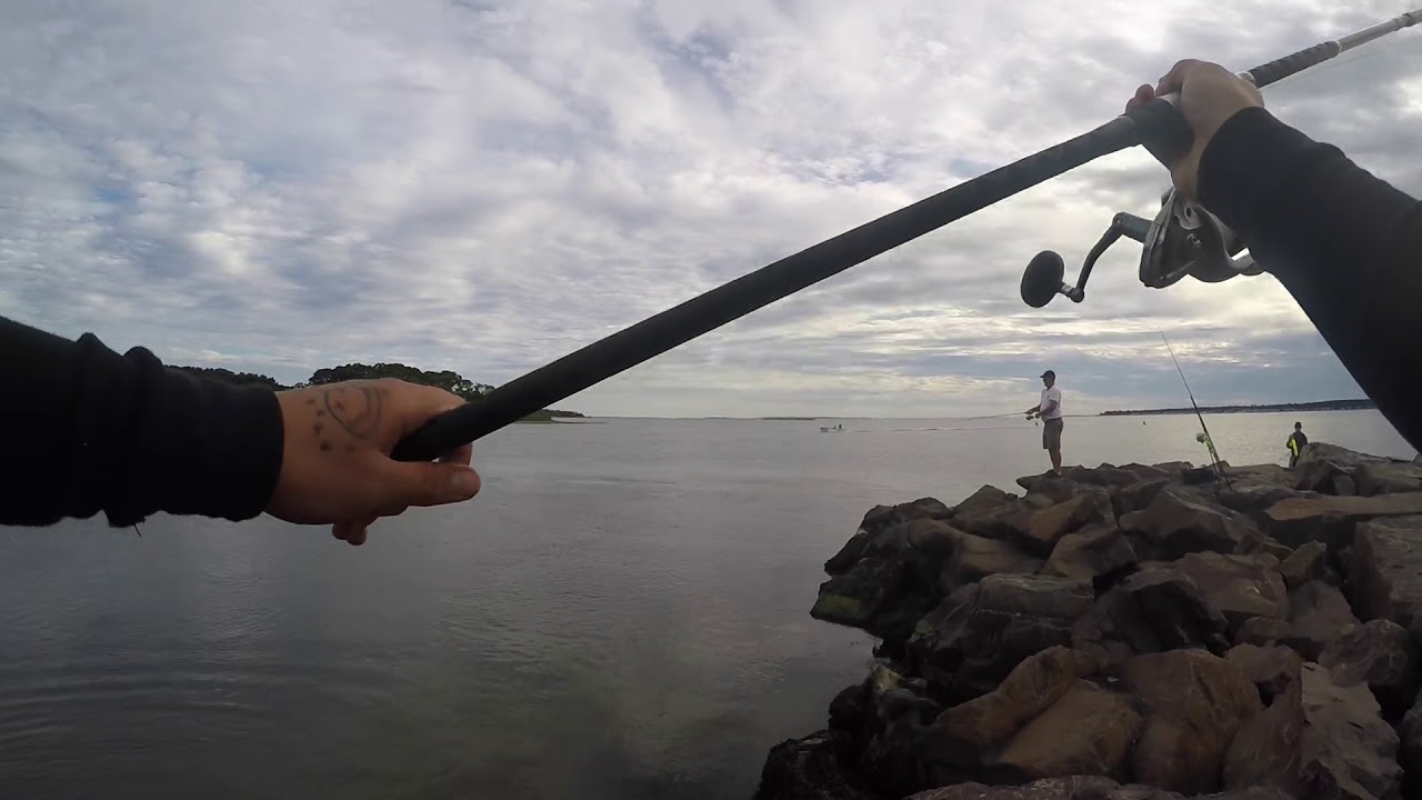 Small bluefish in Niantic CT - YouTube