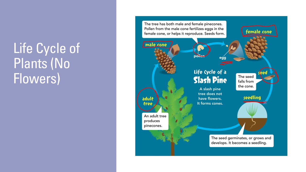 Life Cycle of Plants - YouTube