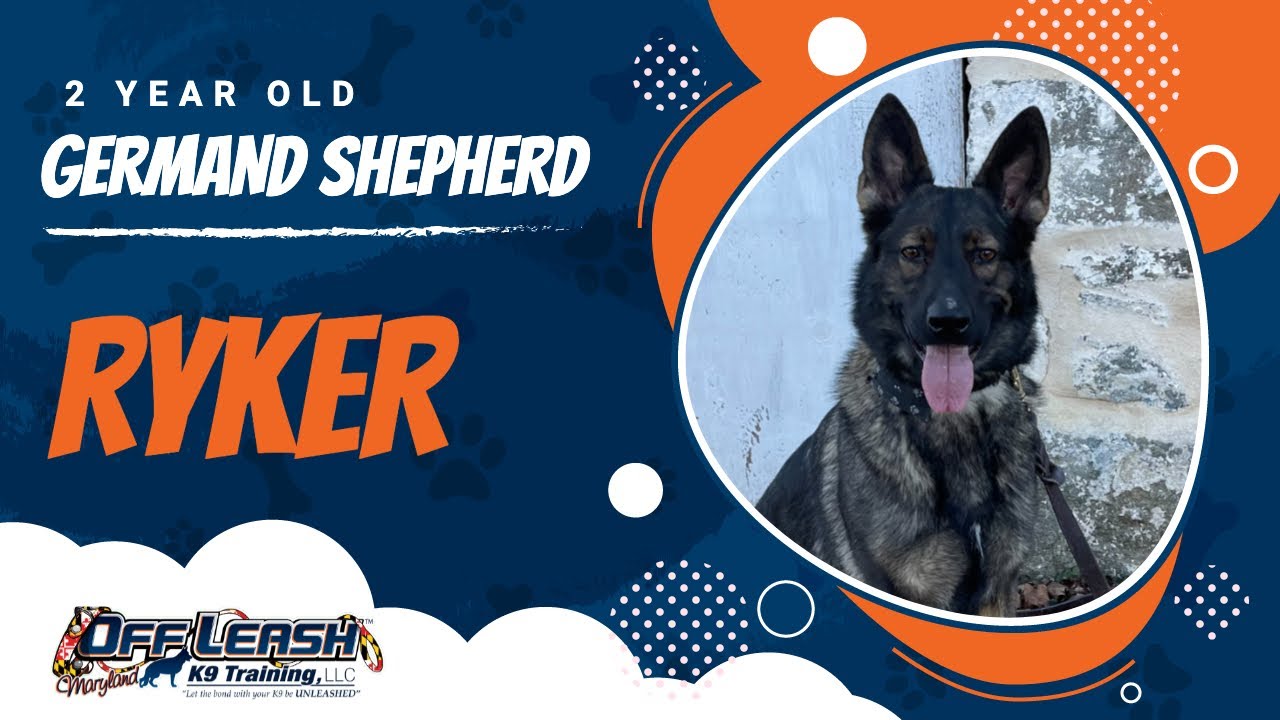 German Shepherd~ Ryker~Off Leash K9 Training Maryland~ 2 Week Board ...