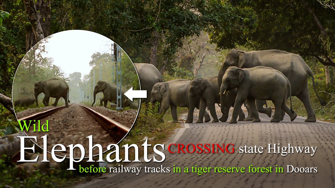 Wild Elephants crossing state highway before railway tracks in a Tiger ...