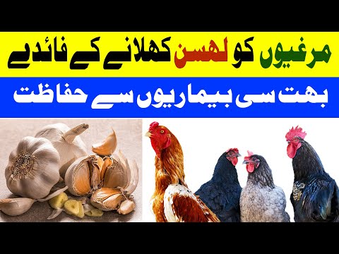 Murgi Ko Lahssun Khilanay Ke Fayde│Benefits Of Feeding Garlic To Chickens