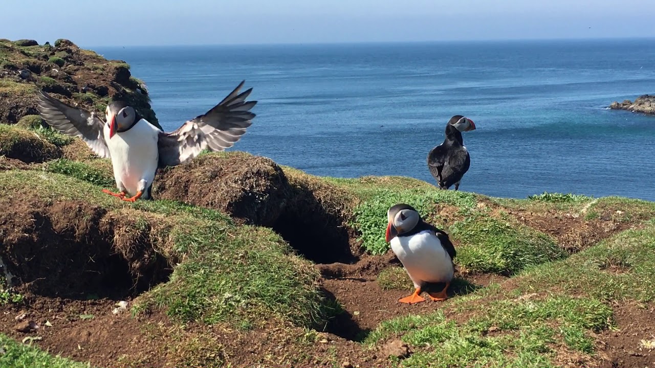 Puffin Time! - YouTube
