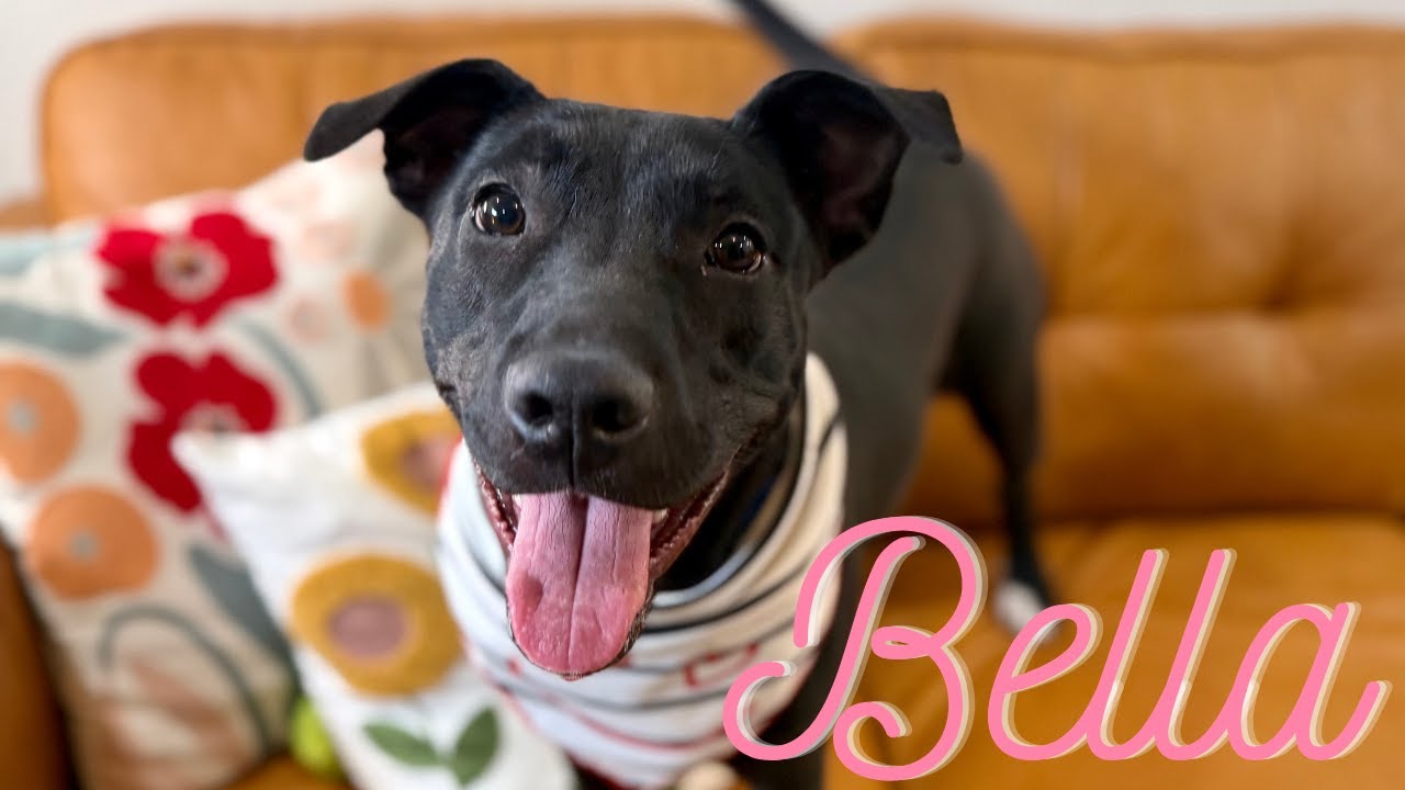 Bella - YouTube