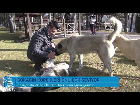 SOKAĞIN KÖPEKLERİ ONU ÇOK SEVİYOR/Tanay’ın Köpeklerle İletişimi Görenlerin İlgisini Çekiyor