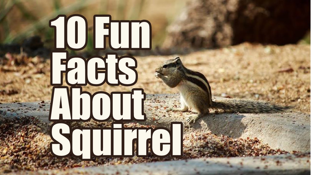 10 Fun facts about squirrel | 10 INCREDIBLE squirrel facts Video | Kuch ...
