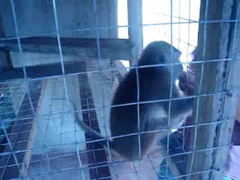 Tame Monkey - YouTube