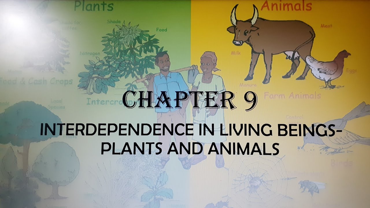 CHAPTER 9 PART 1 - INTERDEPENDENCE IN LIVING BEINGS - PLANTS AND ...
