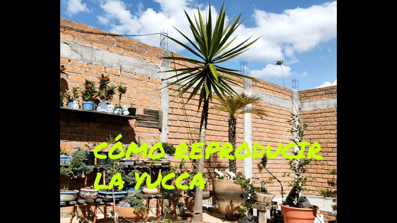 CÓMO REPRODUCIR LA YUCA || YUCA PATA DE ELEFENTE || YUCA ORNAMENTAL ...