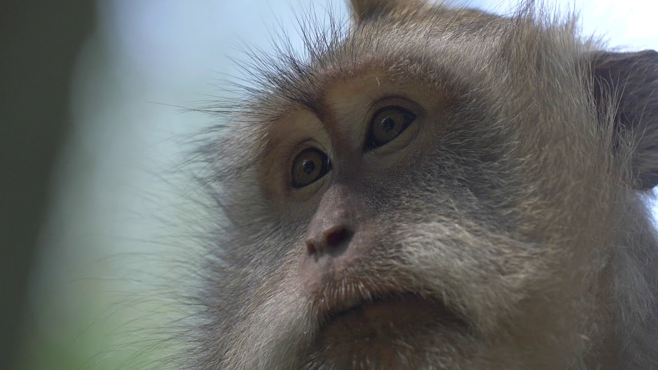 A zooming face of a monkey - YouTube