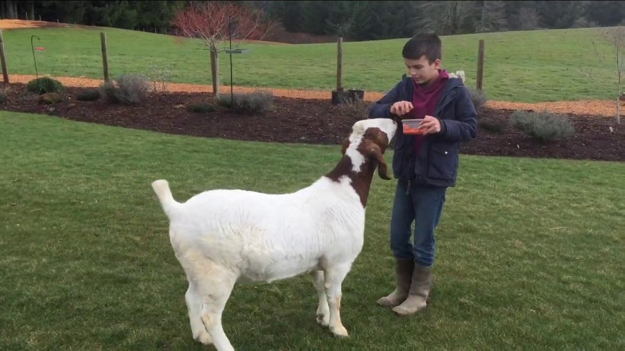 Boer Goat Tricks - YouTube