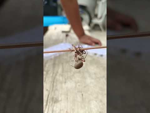 GAGAMBANG SAMON VS TALA FIGHT! #gagamba #spiderfights - YouTube