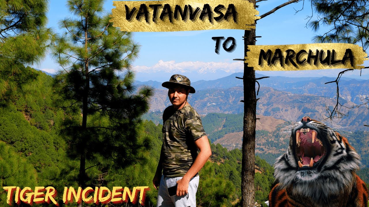 Marchula Tiger Incident | Ground Report | Drive From Vatanvasa To ...