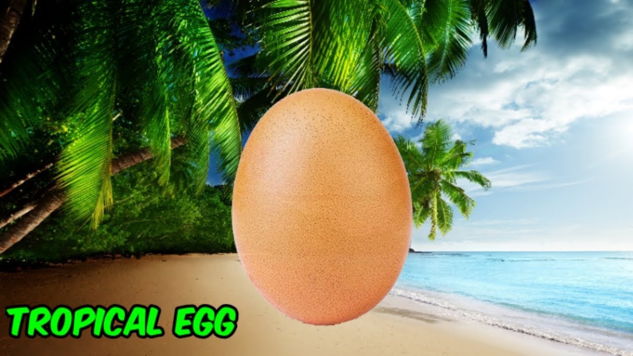 Tropical Egg (no copyright music) [The Daily Egg 279] - YouTube