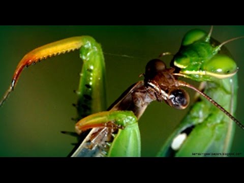 Giant Praying Mantis Pet bite attack - Mantid bites head off and eats ...