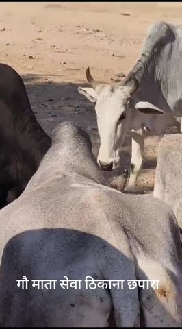 #cow #goumata - YouTube