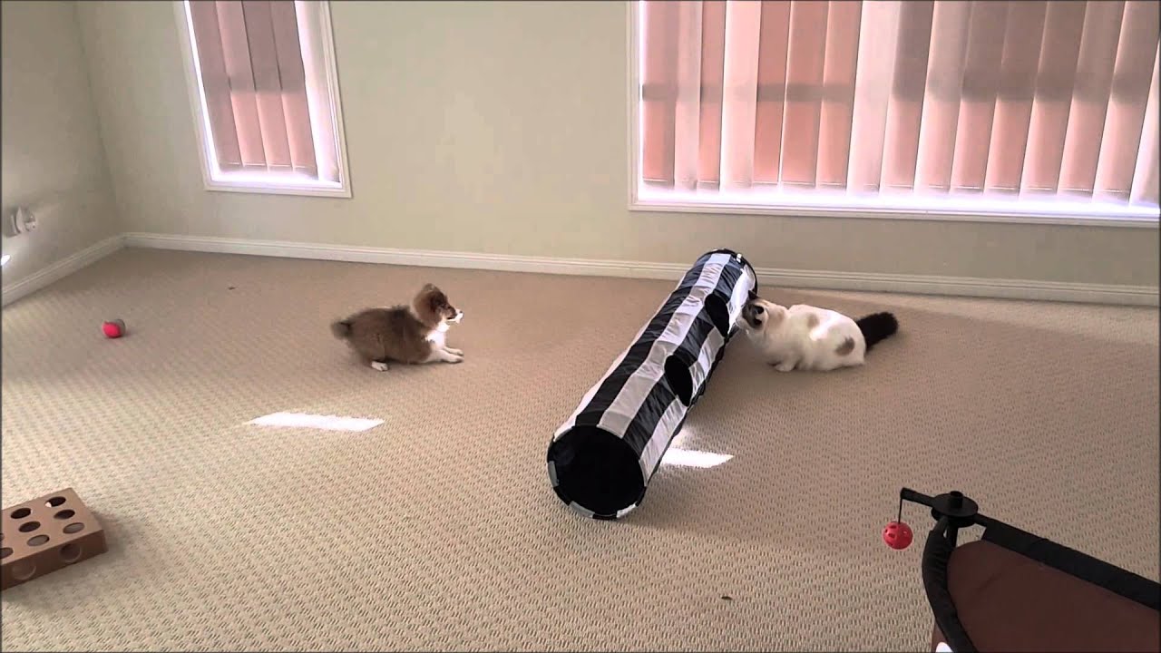 Sheltie Shetland Sheepdog puppy and cat kitten playing together - YouTube