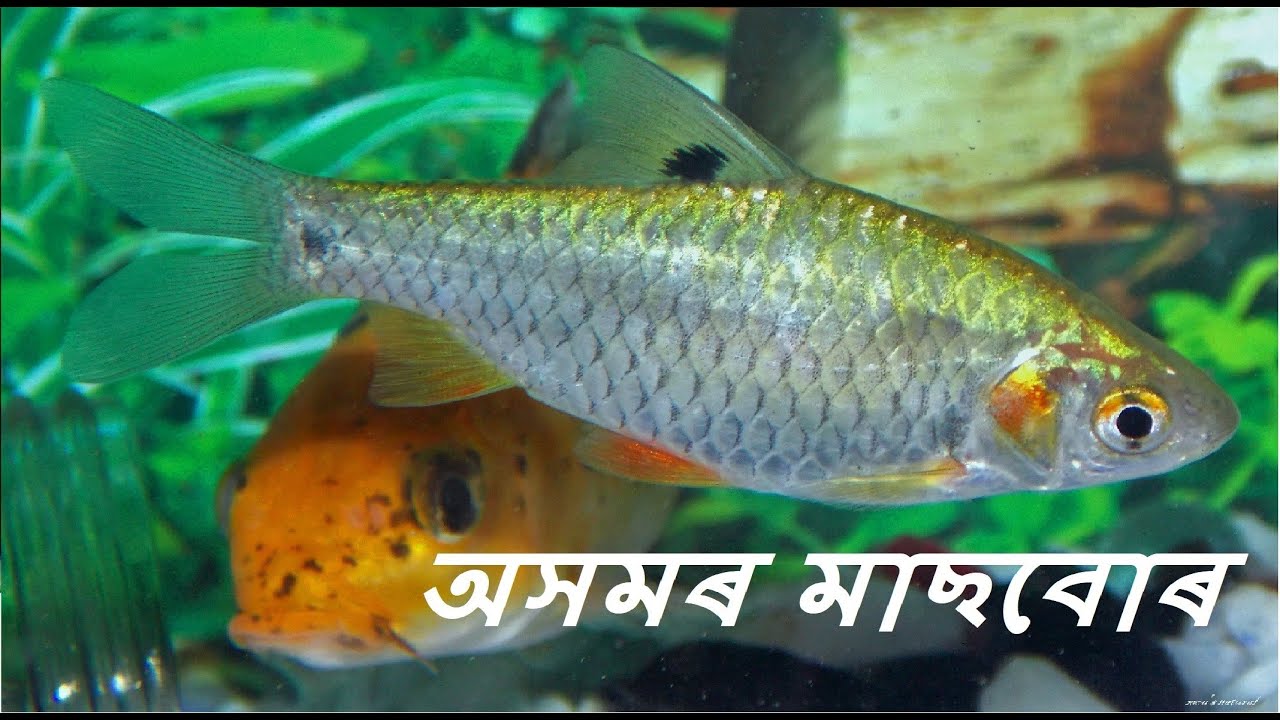 অসমৰ মাছবোৰ(Fishes of Assam 1) - YouTube