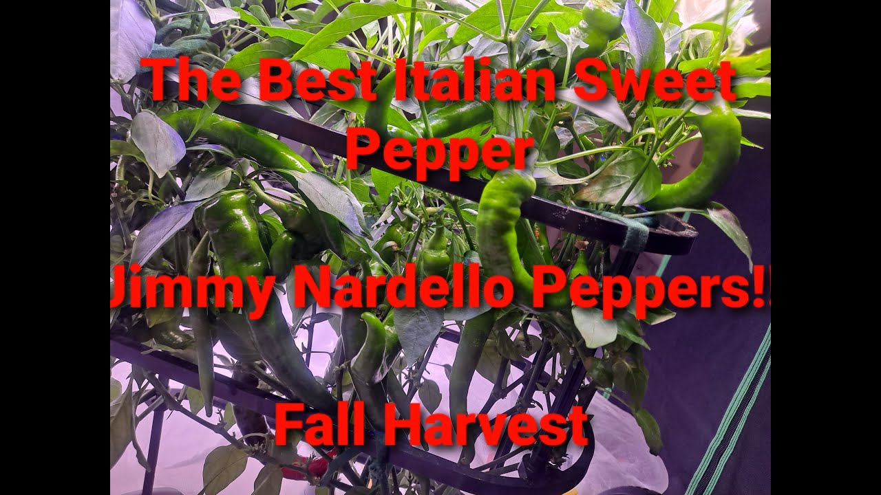 The Best Sweet Italian Pepper - Jimmy Nardello Peppers! - YouTube