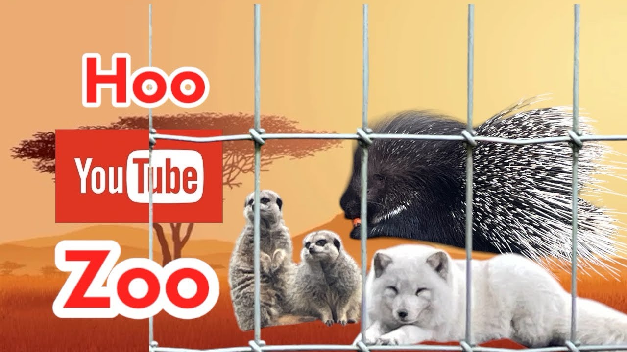 Hoo zoo - YouTube