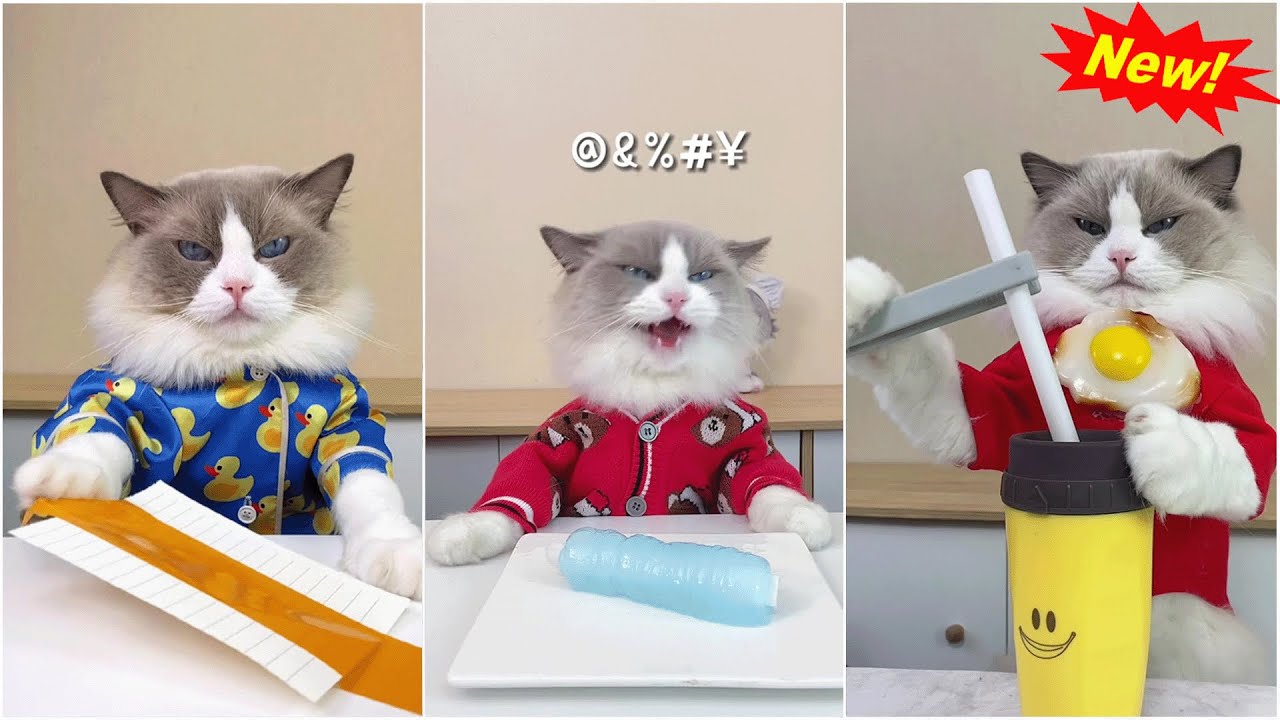 BEST THAT LITTLE PUFF TikTok Compilation #catcook #tiktokthatlitlepuff ...