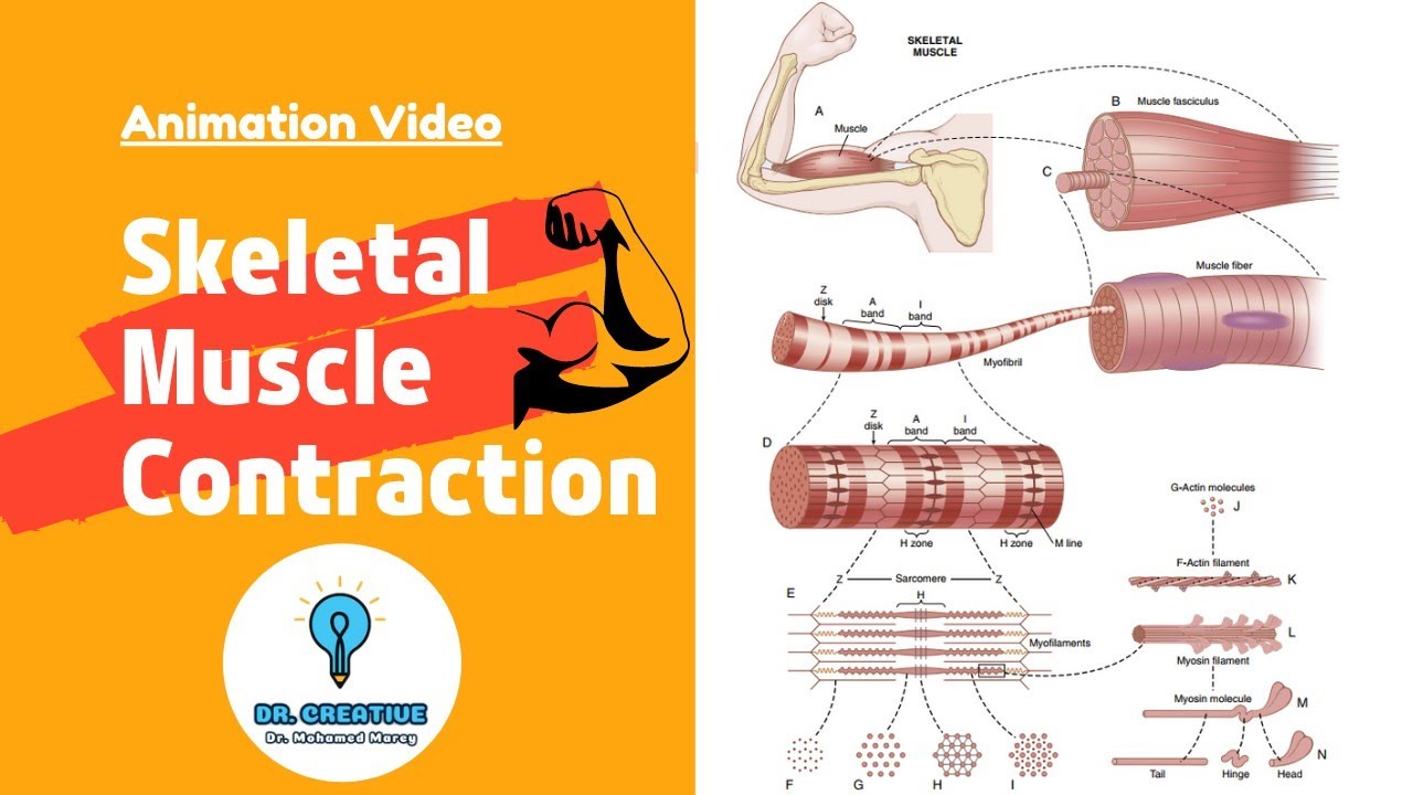 Skeletal Muscle Contraction Animation Video_Dr. Mohamed Marey - YouTube