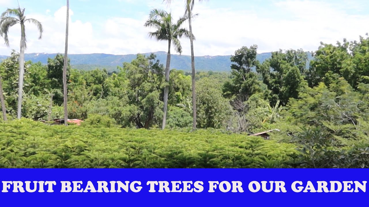 FRUIT BEARING TREES FOR OUR GARDEN - YouTube