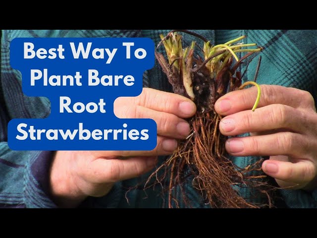 Bare Root Strawberry Plants Planting Bare Root Strawberries