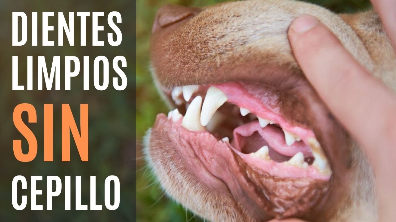 Cómo limpiar los dientes a un perro fácil y sin cepillo 🦷 ¡Fuera sarro ...