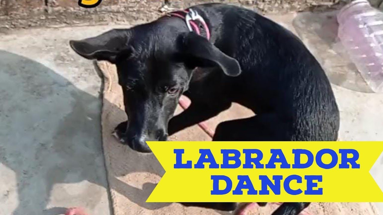 Dog Dance Labrador - YouTube