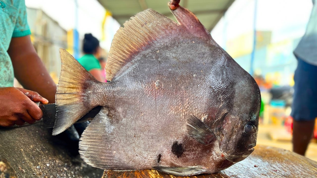 BIG SPADE FISH CUTTING BY YUVARAJ | HD VIDEO | IN KASIMEDU | CUTTING ...