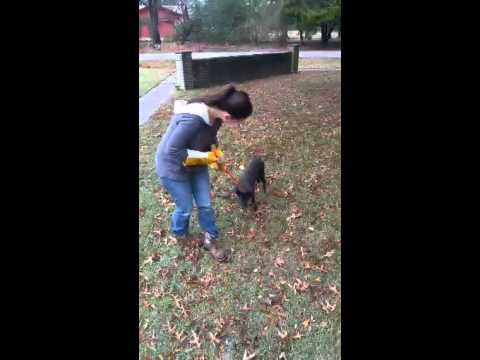 Periscope on feral dog