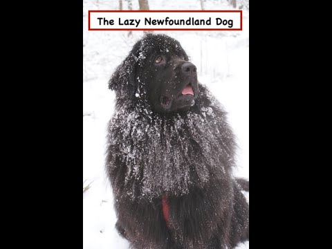 Newfoundland the most lazy dog eating from table. - YouTube
