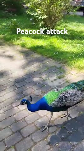 Peacock attack - YouTube