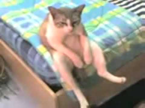Koт под кайфам 