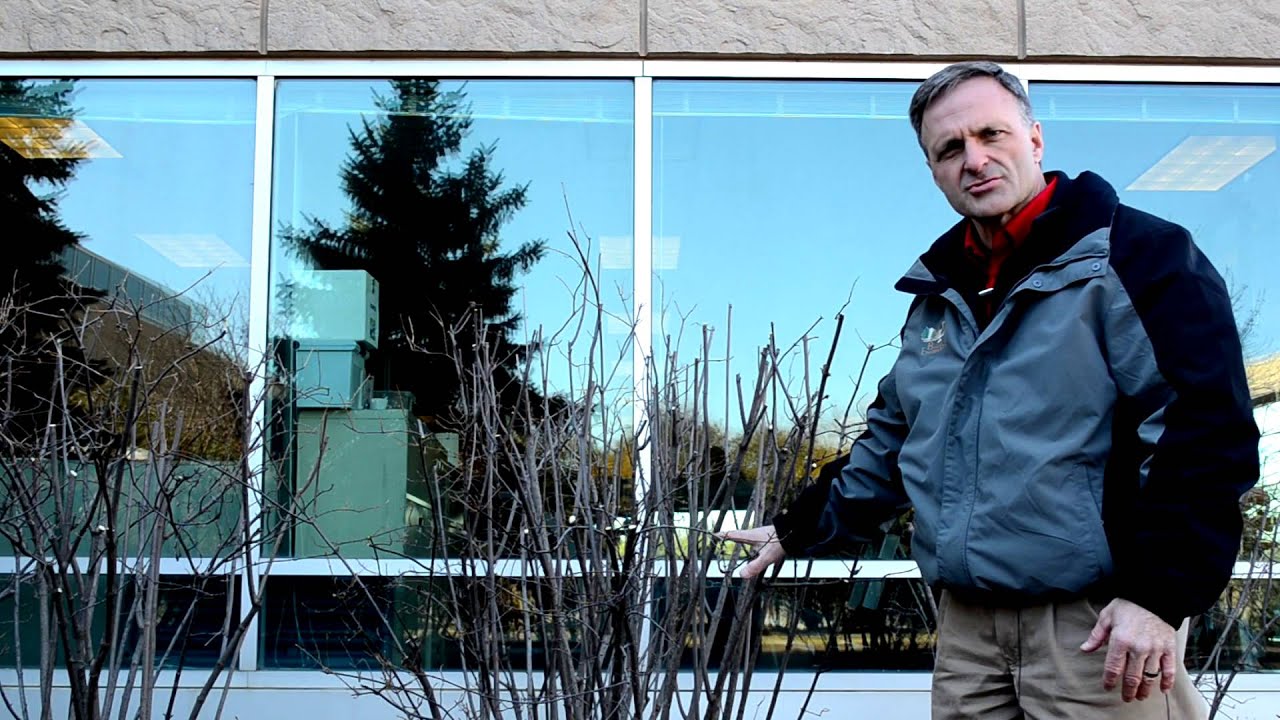 Dormant Pruning of Deciduous Shrubs by Balanced Environments, Inc ...