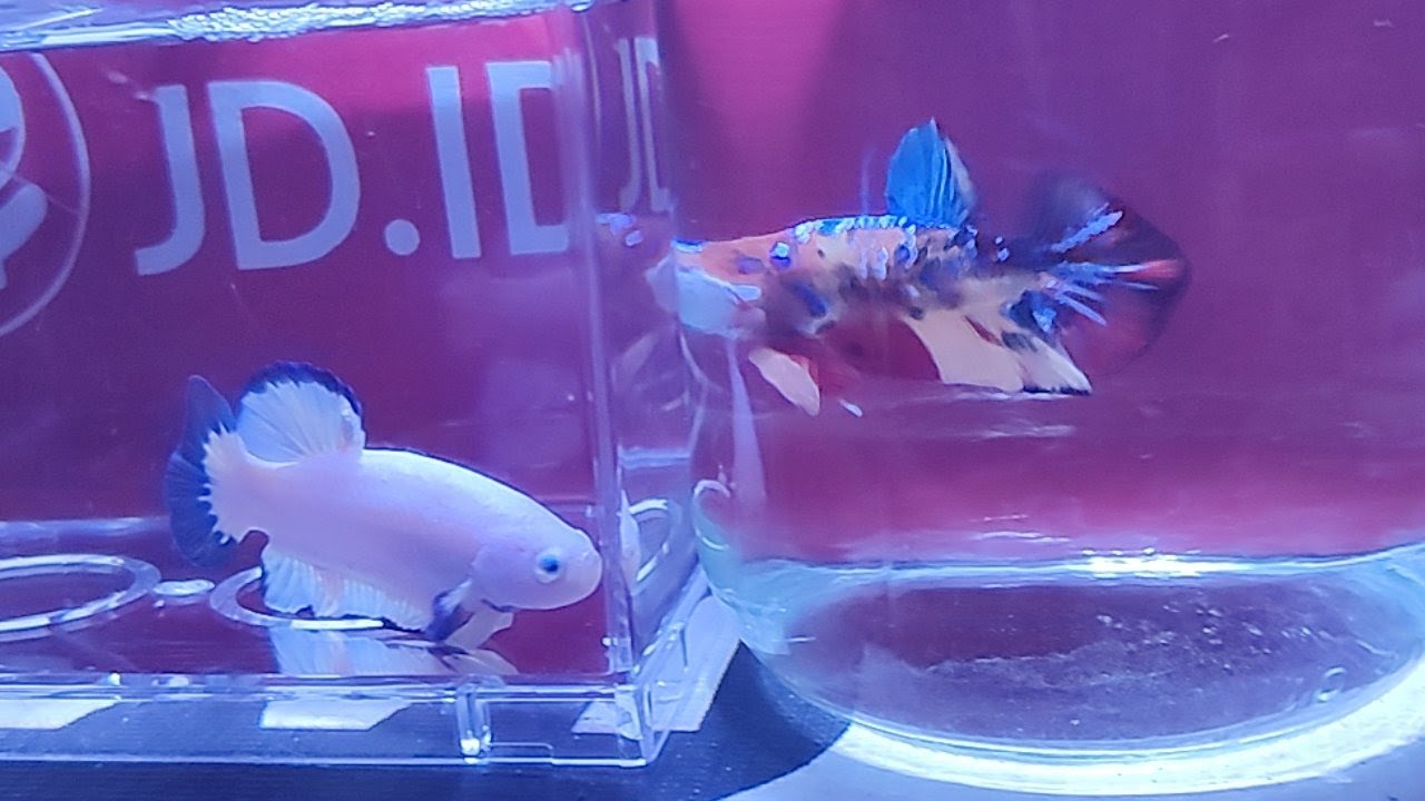 Cupang Merah Vs Cupang Putih - YouTube