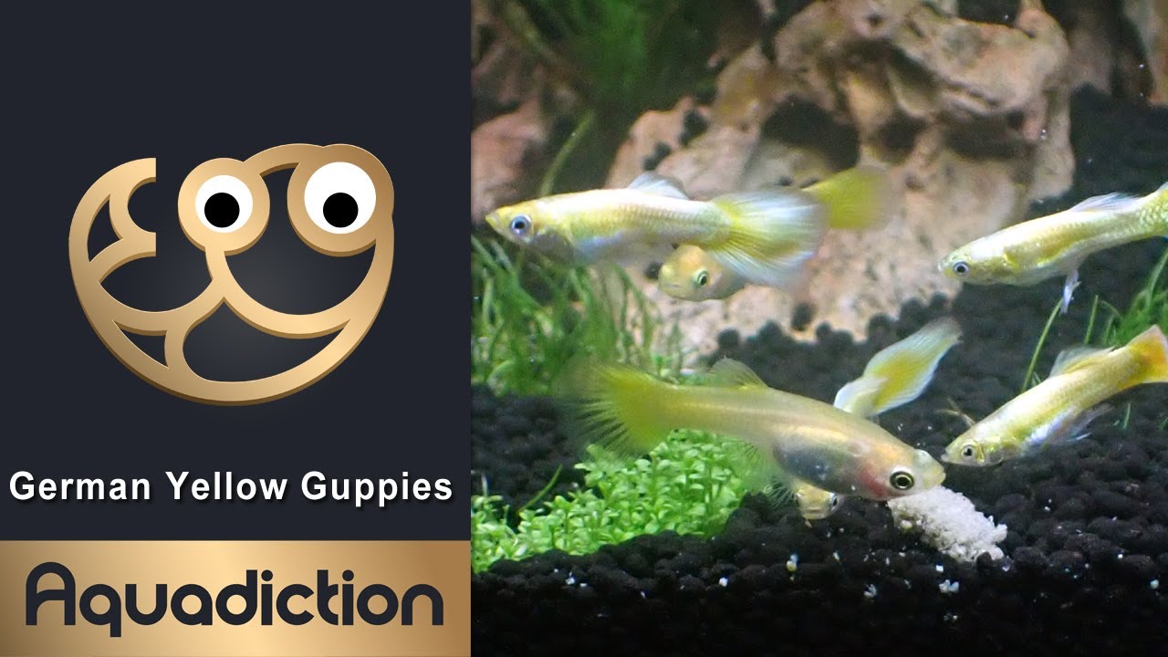 German Yellow Guppy - Fancy Guppies - YouTube