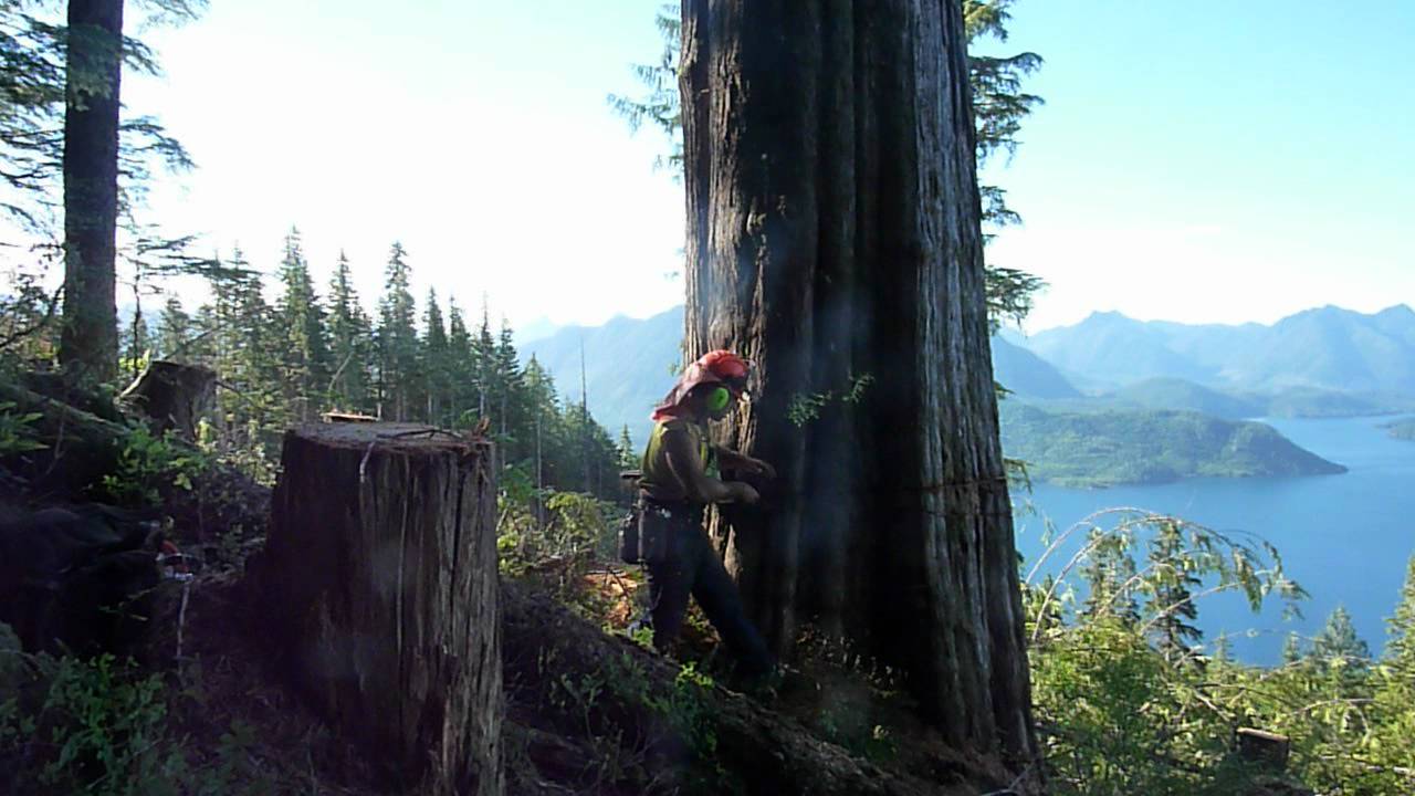 Falling a 6 foot cedar - YouTube