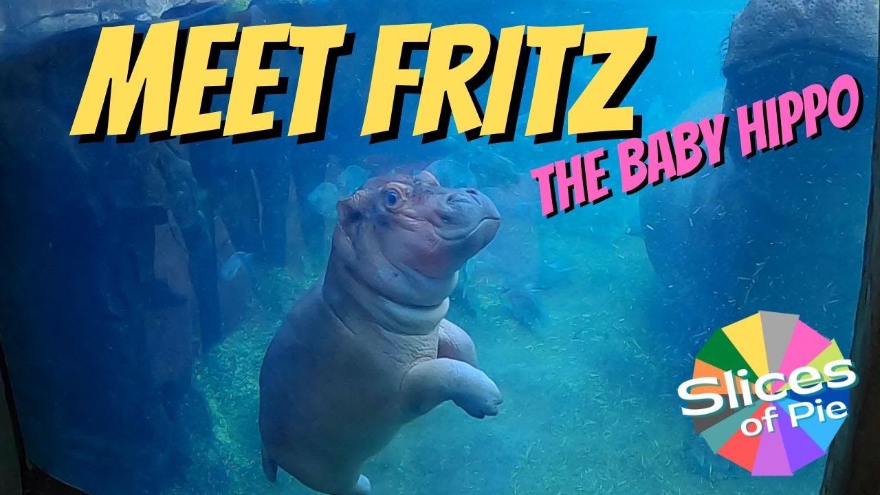 Fiona the hippo & her baby brother Fritz showing off for the public ...