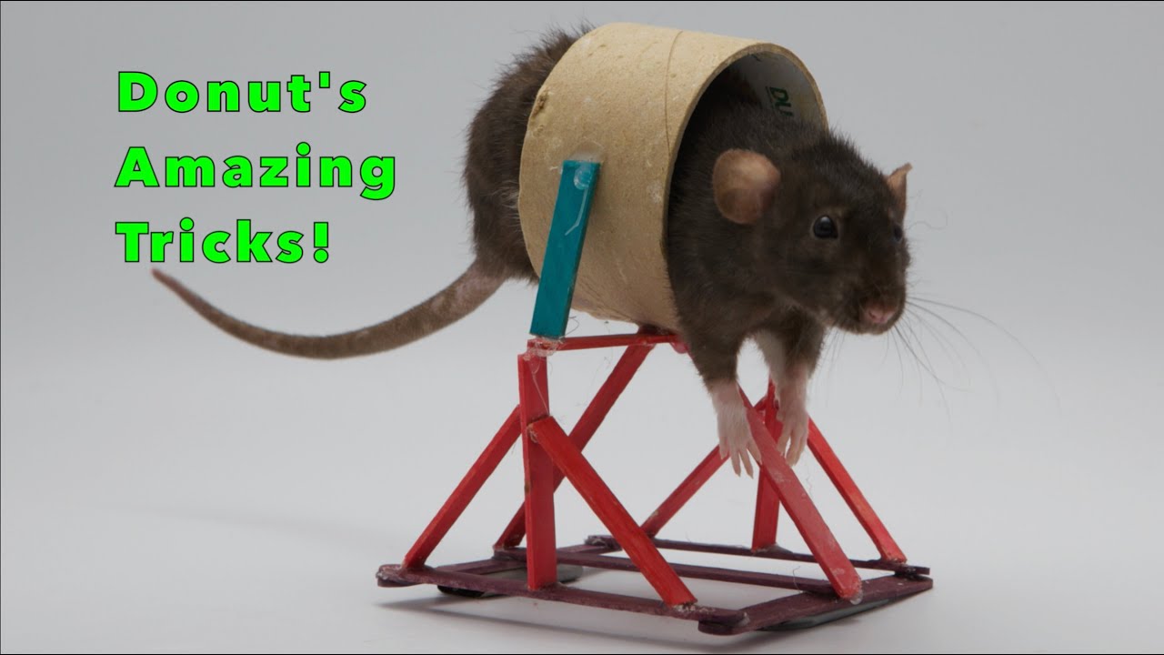 Amazing Rat Tricks with Donut - Part 5! - YouTube