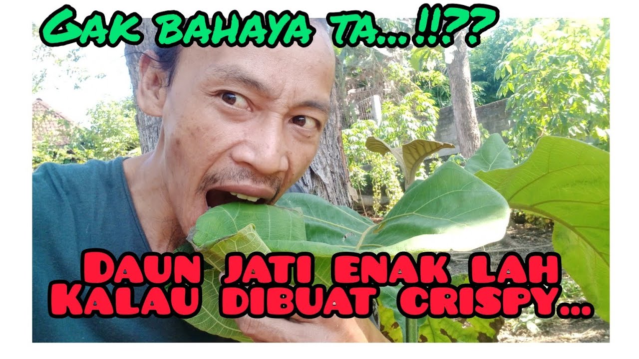 DAUN JATI CRISPY.NIKMATNYA SETENGAH MATI. - YouTube