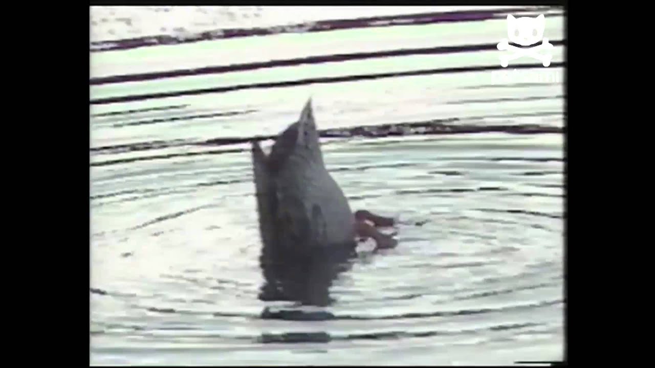 Duck shows butt on command - YouTube