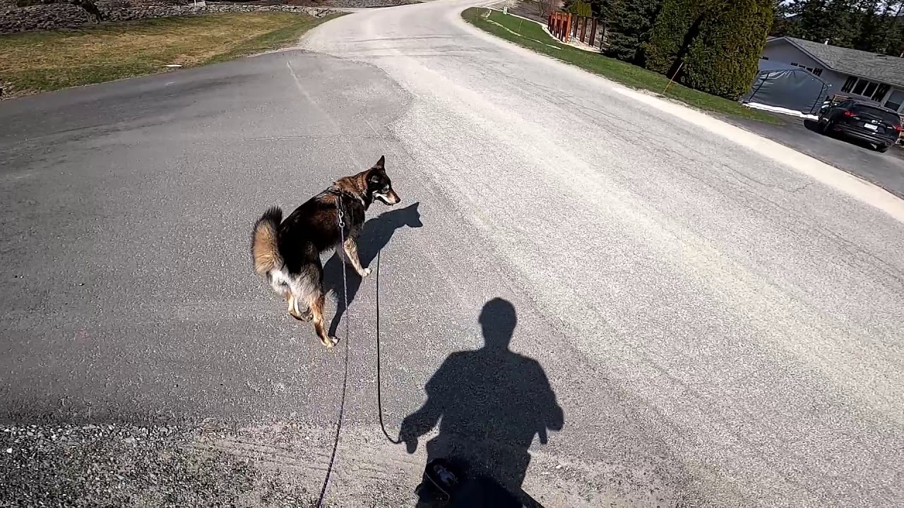 Longboarding with a Husky - YouTube