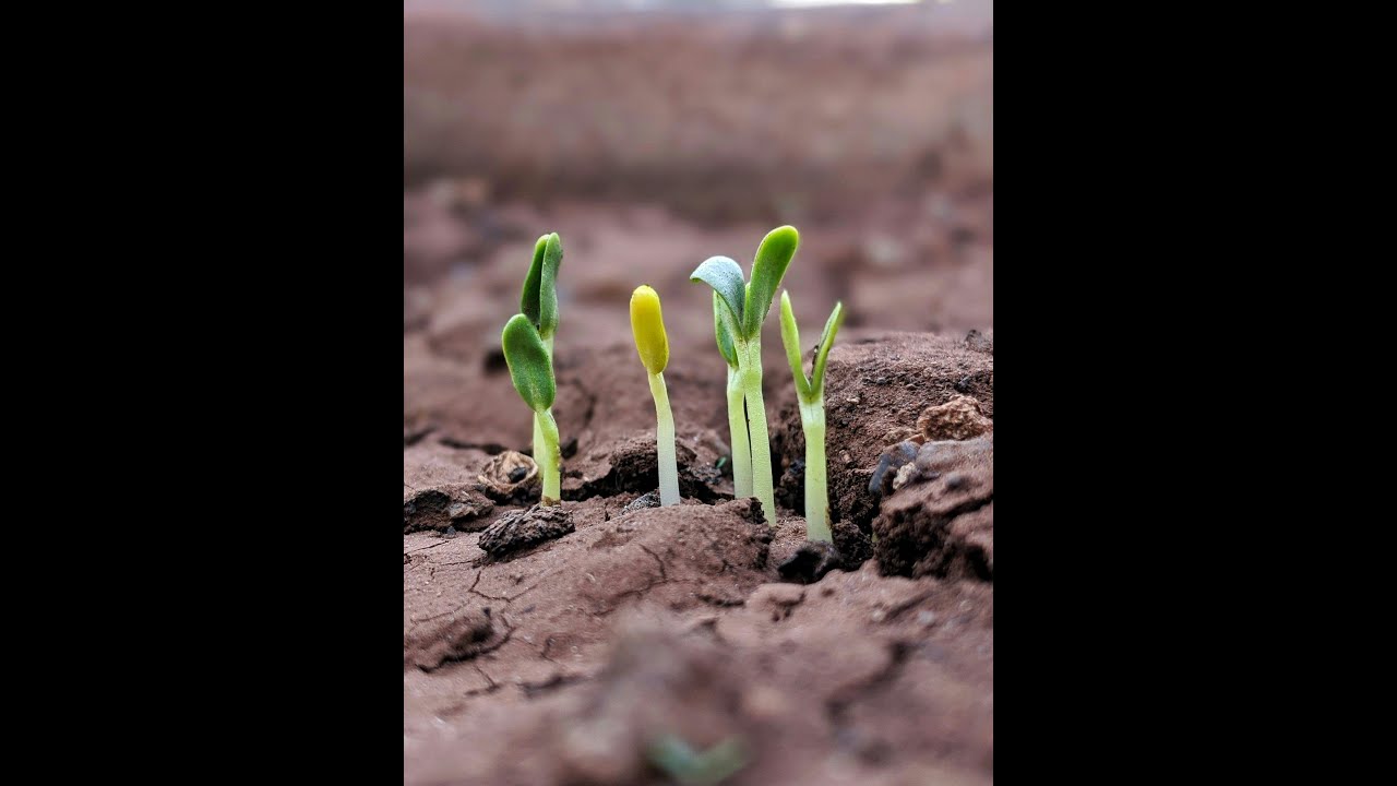6 16 2024 Miracle Grow Mark 4 26 34 YouTube 6-16-2024-miracle-grow-mark-4-26-34-youtube