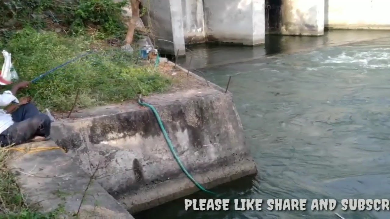 Boom fish and tilapia fish hunting by fishermen#fishermen #hook_fishing ...