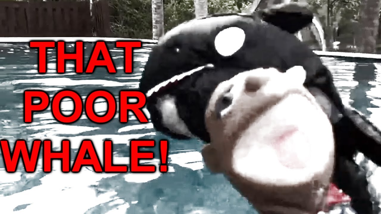 THAT POOR WHALE! | SML Movie: Junior Stops SeaWorld! [REACTION] - YouTube